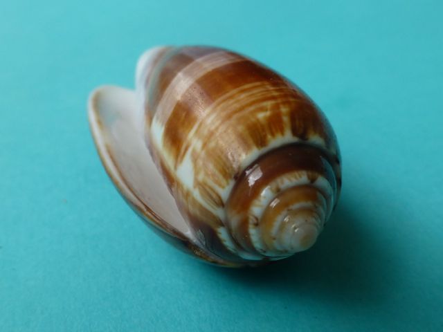 Brown Olive Shell Mystery Solved! | I Love Shelling