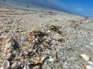Shell Pile Rising, Sanibel Sun Setting | I Love Shelling