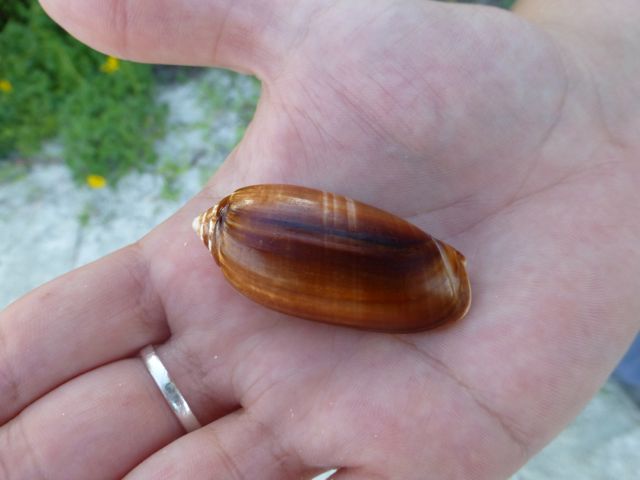 Brown Olive Shell Mystery Solved! | I Love Shelling