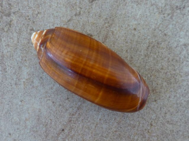Brown Olive Shell Mystery Solved! | I Love Shelling