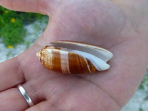 Brown Olive Shell Mystery Solved! | I Love Shelling