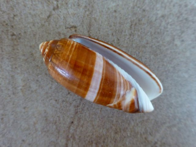 Brown Olive Shell Mystery Solved! | I Love Shelling