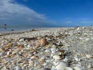 Shell Pile Rising, Sanibel Sun Setting | I Love Shelling