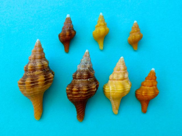 Pam and the Amazing Technicolor Dream Shells | I Love Shelling