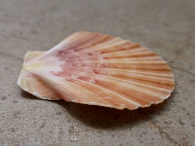 It’s A Flat Out Scallop Valve | I Love Shelling