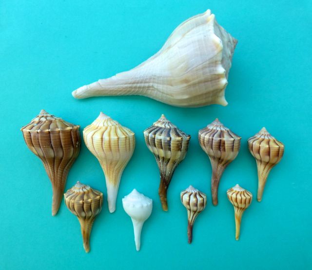 Pam and the Amazing Technicolor Dream Shells | I Love Shelling