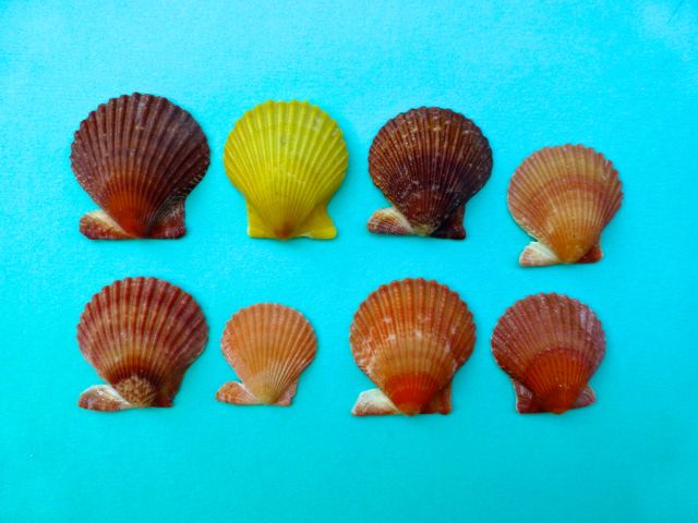 Pam and the Amazing Technicolor Dream Shells | I Love Shelling