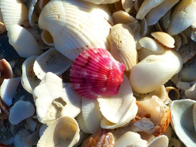Shell Pile Rising, Sanibel Sun Setting | I Love Shelling