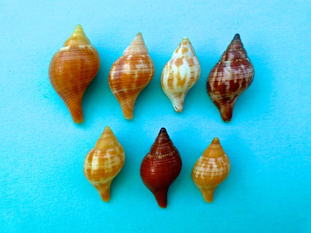 Pam and the Amazing Technicolor Dream Shells | I Love Shelling