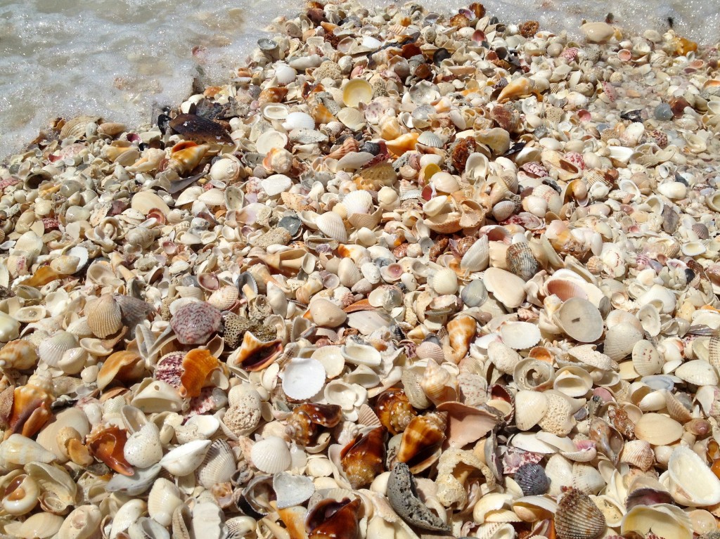 Seashells For Cyber Shellers | I Love Shelling