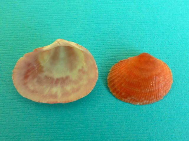 Painted Egg Cockle | i Love Shelling