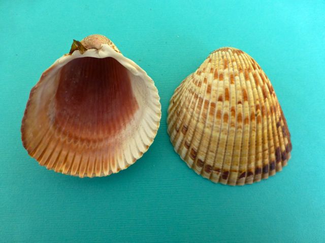 Frazzled By A Gaggle Of Cockles | I Love Shelling