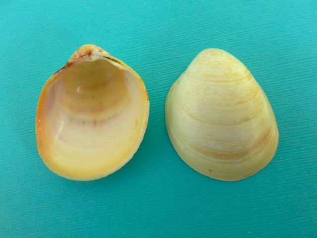 Frazzled By A Gaggle Of Cockles | I Love Shelling