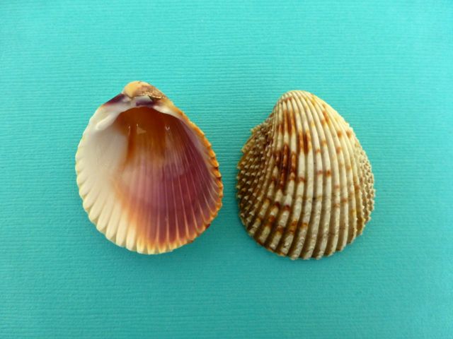 Frazzled By A Gaggle Of Cockles | I Love Shelling