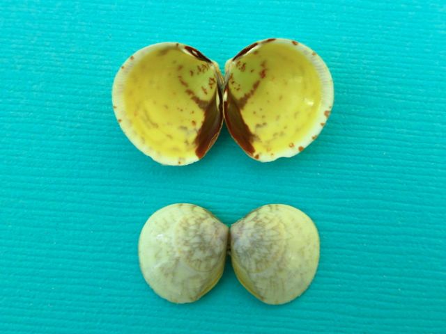 Frazzled By A Gaggle Of Cockles | I Love Shelling