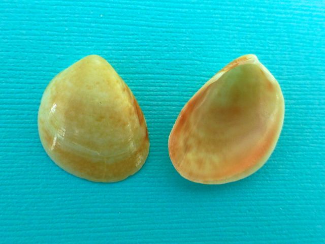 Frazzled By A Gaggle Of Cockles | I Love Shelling