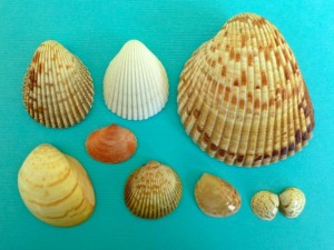 Frazzled By A Gaggle Of Cockles | I Love Shelling