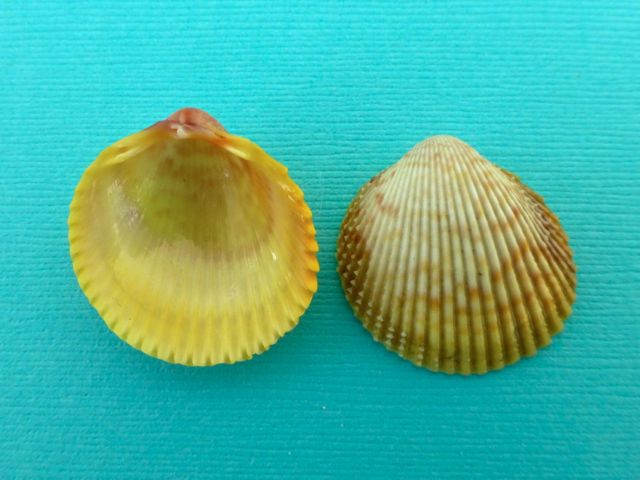 Yellow Prickly Cockle | i Love Shelling