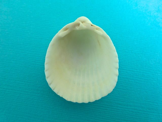 Painted Egg Cockle | i Love Shelling