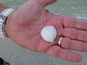 Frazzled By A Gaggle Of Cockles | I Love Shelling