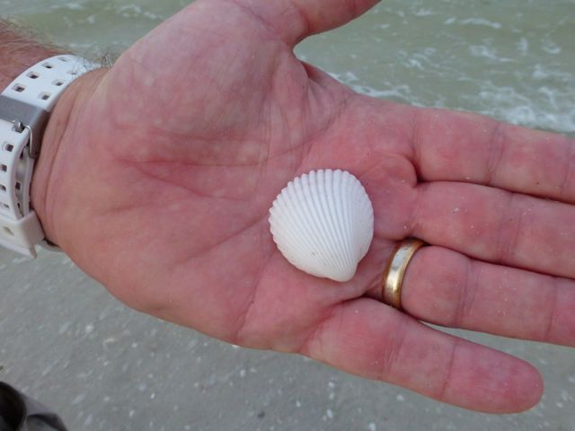 Frazzled By A Gaggle Of Cockles | I Love Shelling
