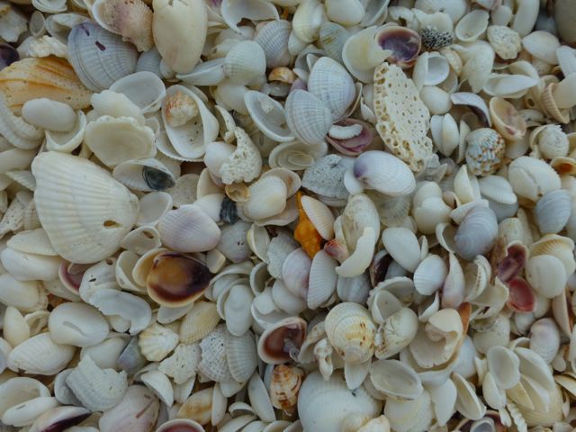 Hurricane Sandy Sprinkles Seashells On Sanibel | I Love Shelling