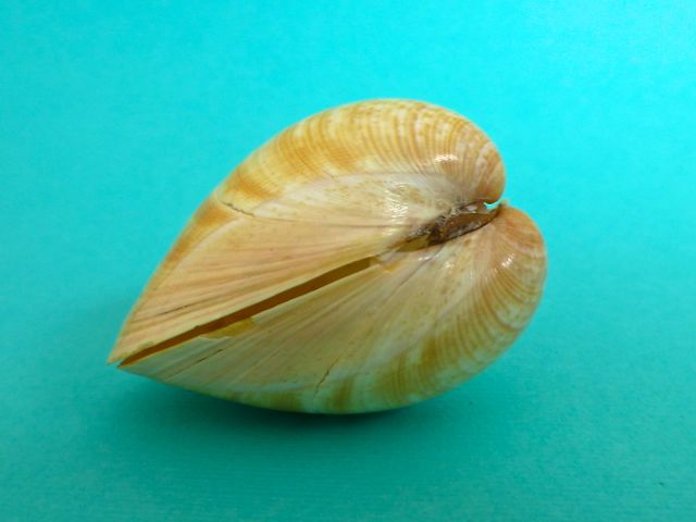 Frazzled By A Gaggle Of Cockles | i Love Shelling