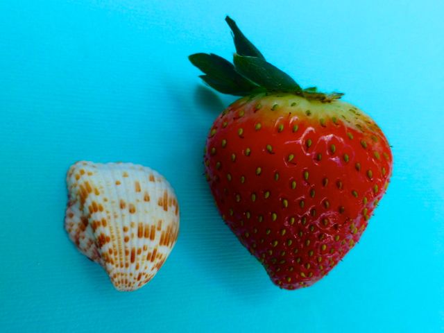 Sanibel Strawberry Pickin’ | I Love Shelling