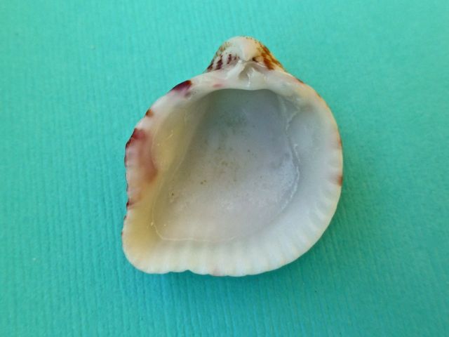 Sanibel Strawberry Pickin’ | I Love Shelling