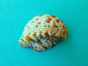 Sanibel Strawberry Pickin’ | I Love Shelling