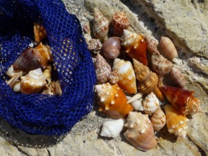 Panning For Junonia Gold | I Love Shelling