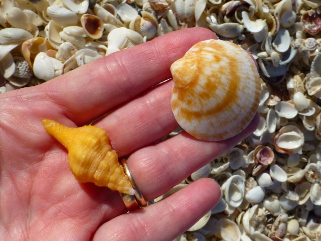 Captiva’s New Shelling Spot | I Love Shelling