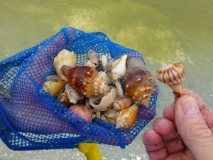 The Shell Game | I Love Shelling