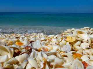 Turquoise Treasure Terrain | I Love Shelling