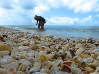 The Shell Game | I Love Shelling