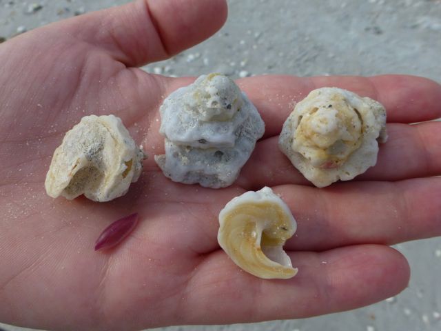 Getting Carried Away With Seashells | I Love Shelling