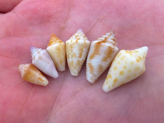Different Cone Shells From Sanibel Florida | I Love Shelling
