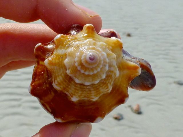 Florida fighting conch sanibel | I Love Shelling