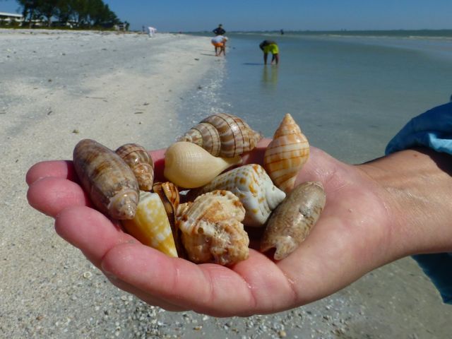 Seashells, Beach Bling and …. Red Tide | I Love Shelling