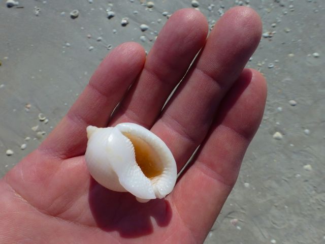 CShells Sees Seashells By The Seashore | I Love Shelling