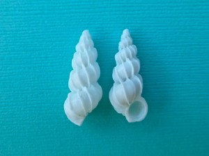 How To Find Wentletrap Shells On Sanibel | I Love Shelling