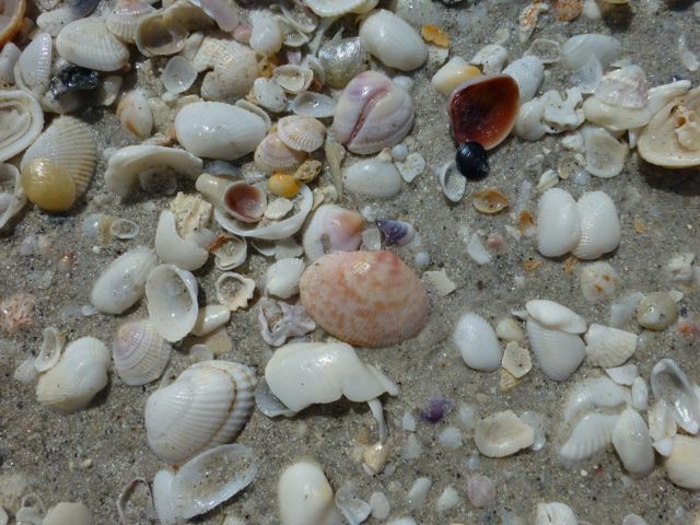 Seashells, Beach Bling and …. Red Tide | I Love Shelling