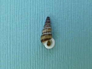 How To Find Wentletrap Shells On Sanibel | I Love Shelling