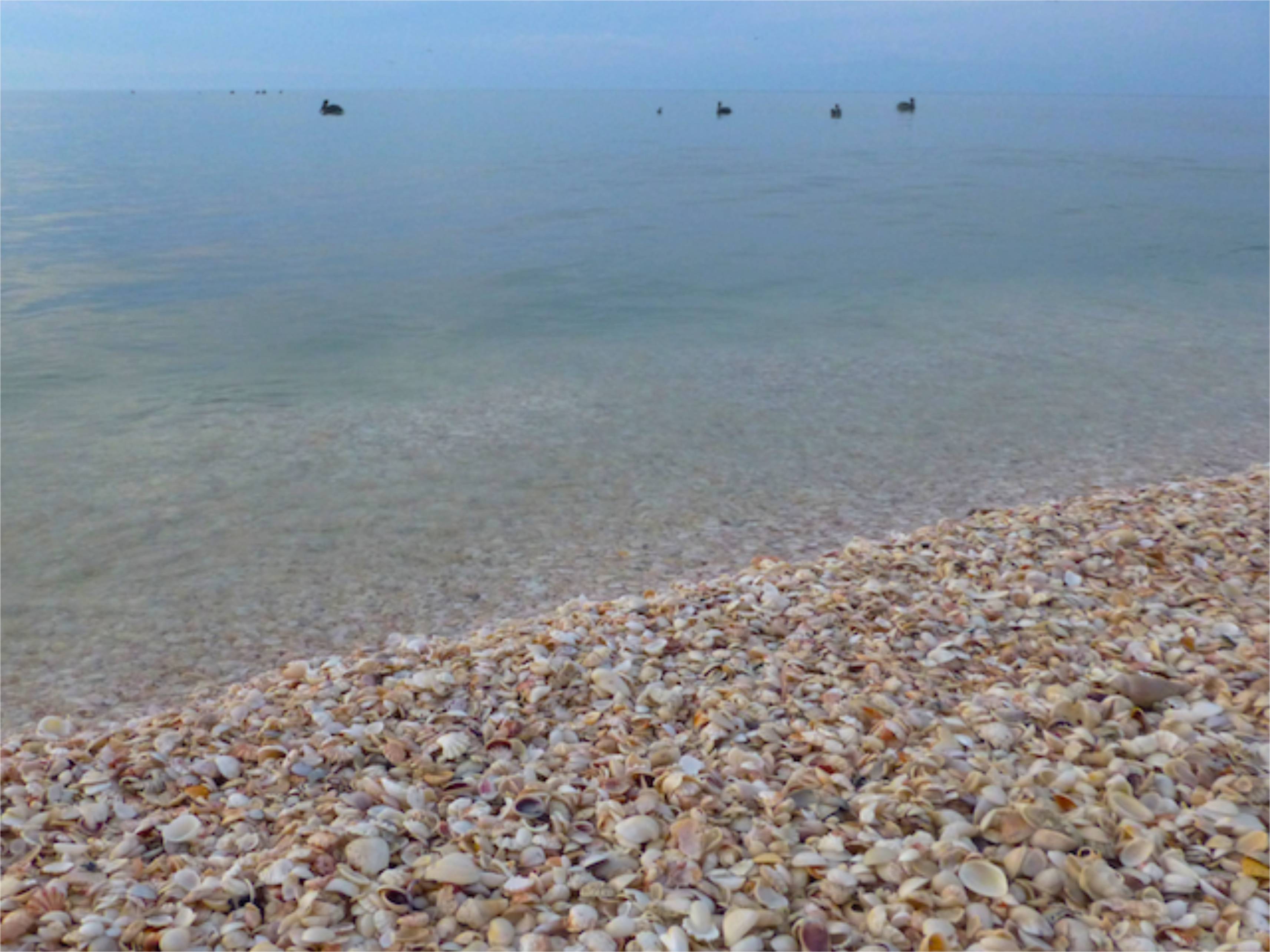 Shifting Shells of Blind Pass Captiva | I Love Shelling