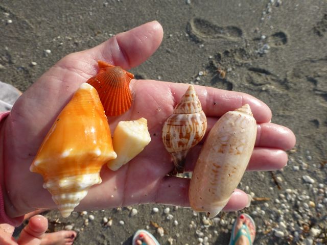 Shifting Shells of Blind Pass Captiva | I Love Shelling
