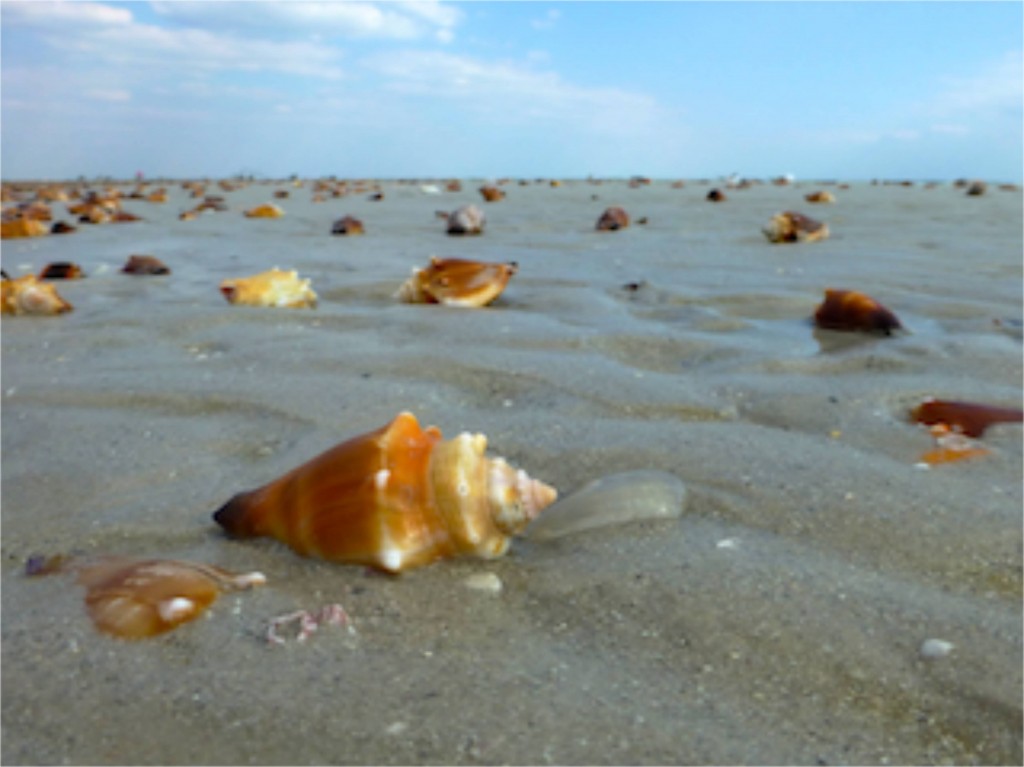 Tattoo Shell Crazy | I Love Shelling