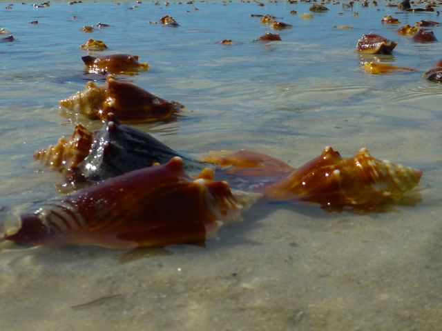 conch shells sanibel florida tide | I Love Shelling