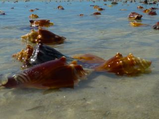 Collecting Seashells With Sweet Swedish Anna | I Love Shelling