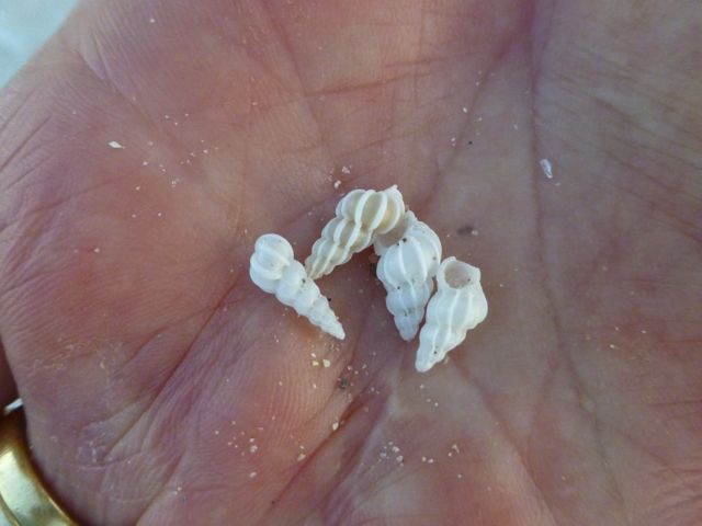 How To Find Wentletrap Shells On Sanibel | I Love Shelling