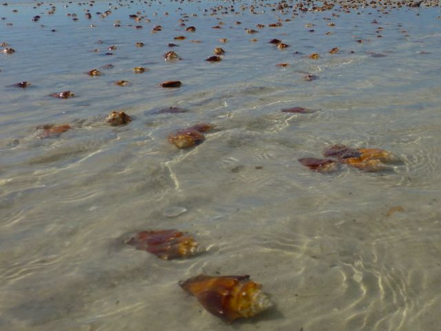 Collecting Seashells With Sweet Swedish Anna | I Love Shelling